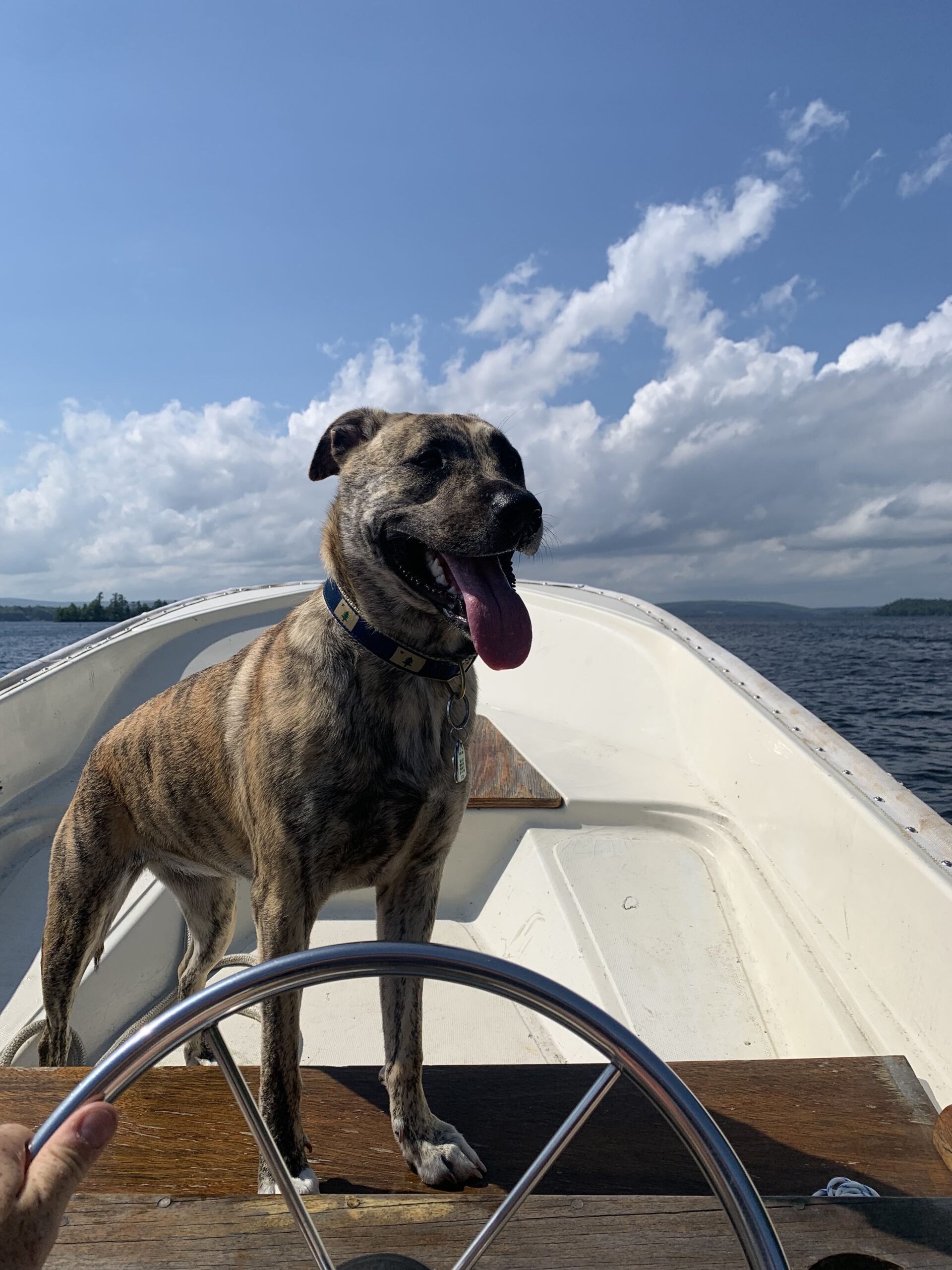 Pine Island Welcomes A New Furry Resident! | Pine Island Camp